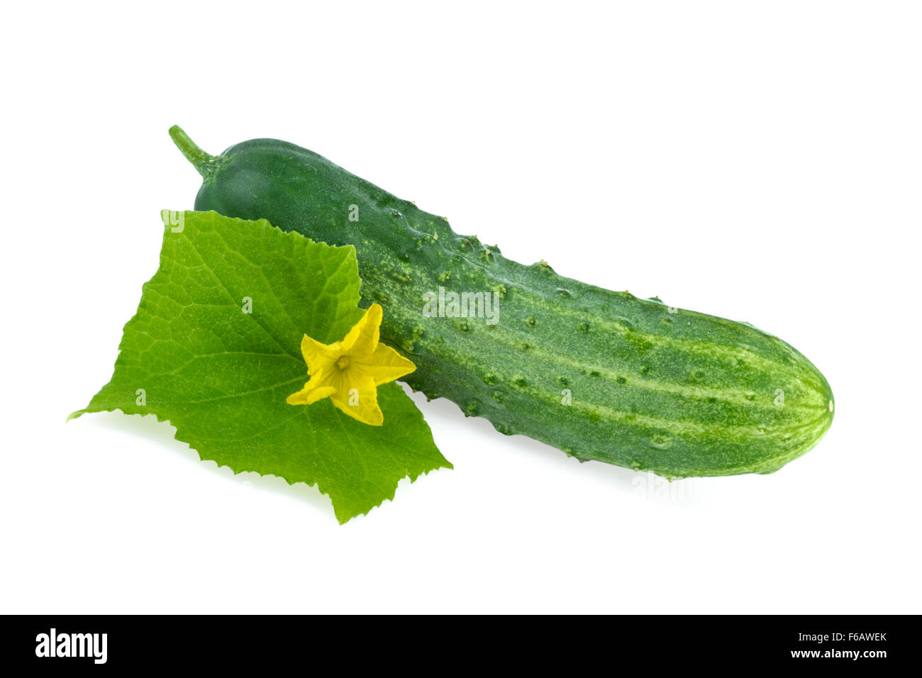 Single Cucumber Plant