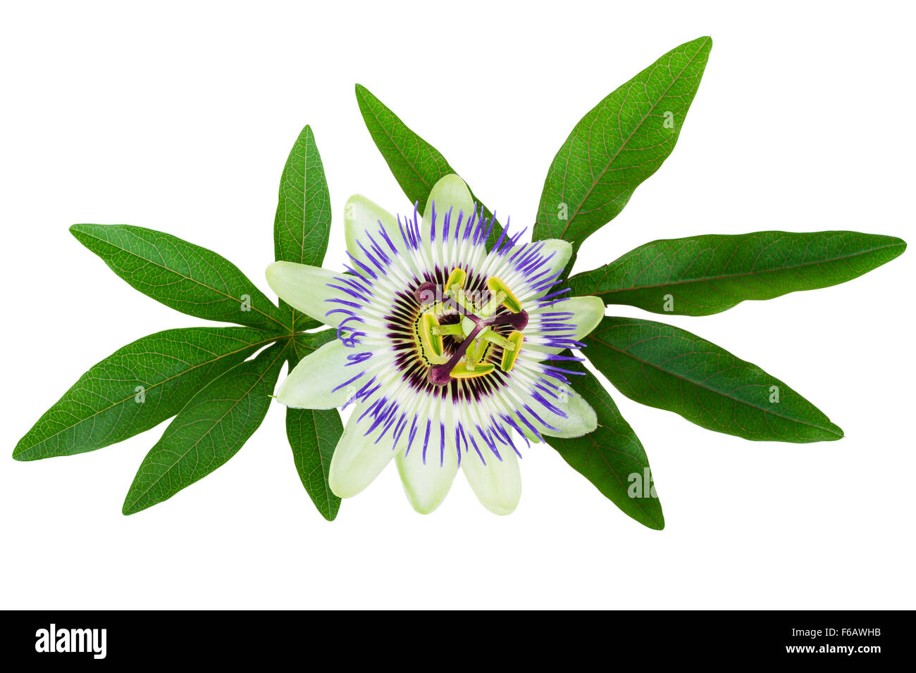 Passion Flower Passiflora isolated clipping path included Stock Photo ...