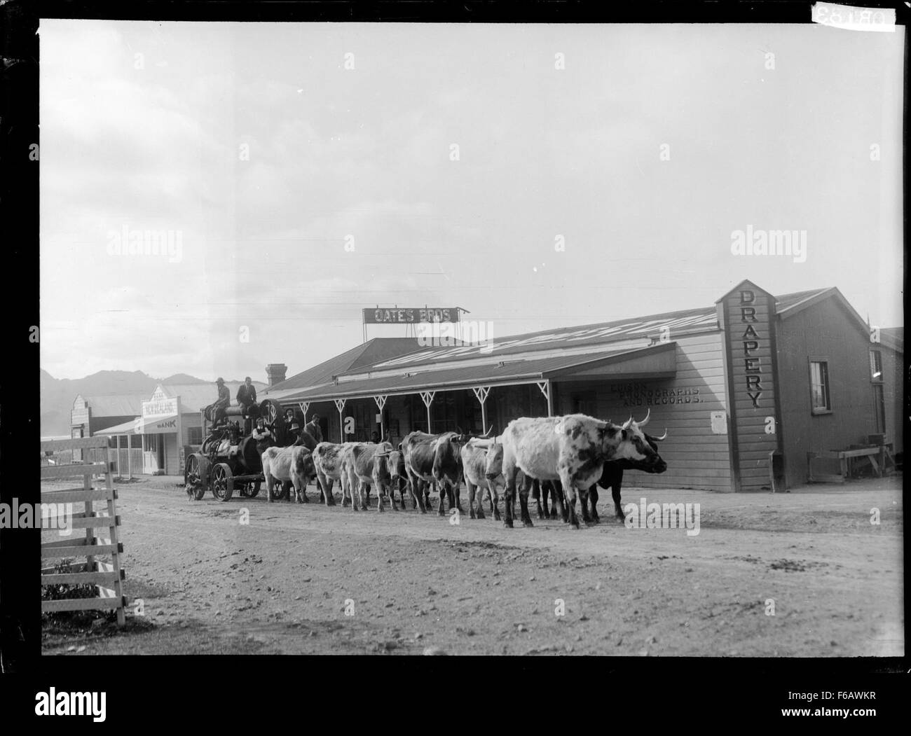 This photograph shows a Bullock team and a traction engine positioned ...