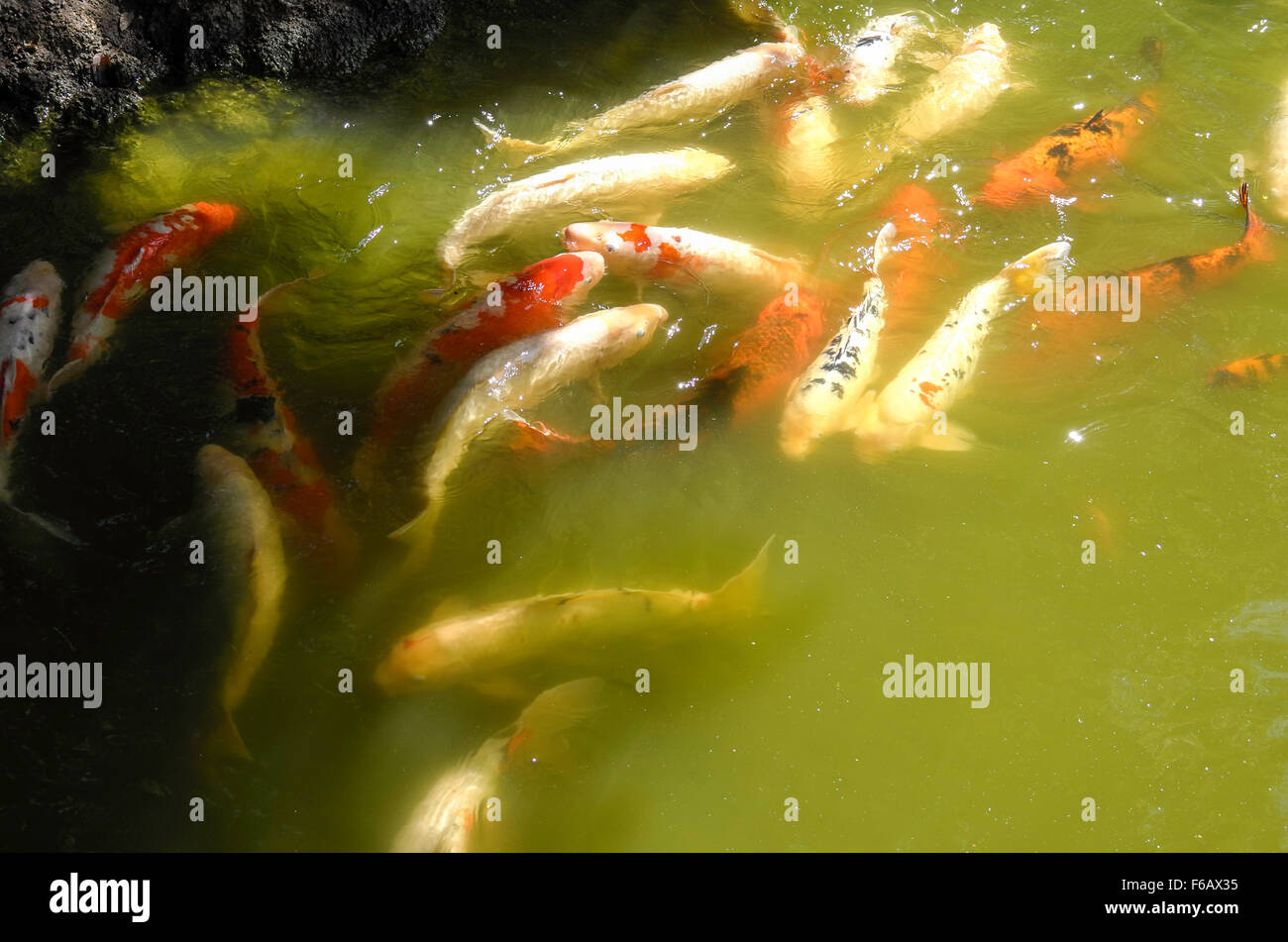Carp in pool, Japanese Garden, Los Angeles, California, USA Stock Photo ...