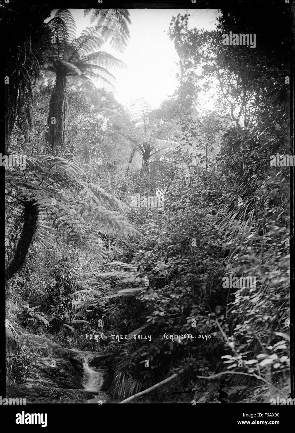 Lush green fern showcasing hi-res stock photography and images - Alamy