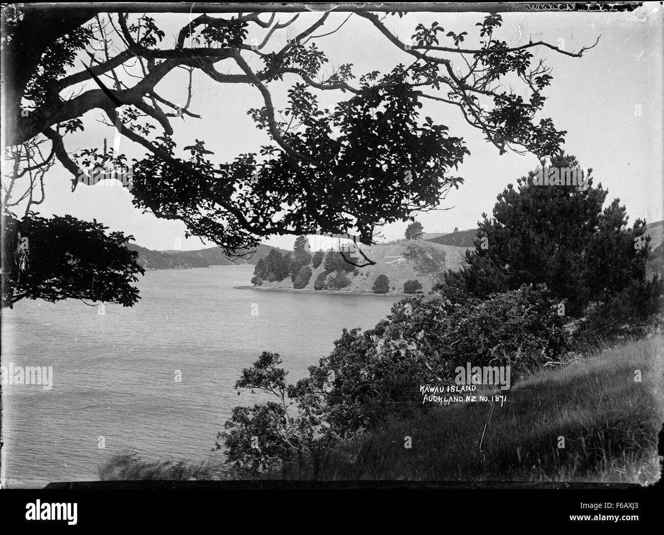 Kawau Island, located in the Hauraki Gulf of New Zealand, is known for ...