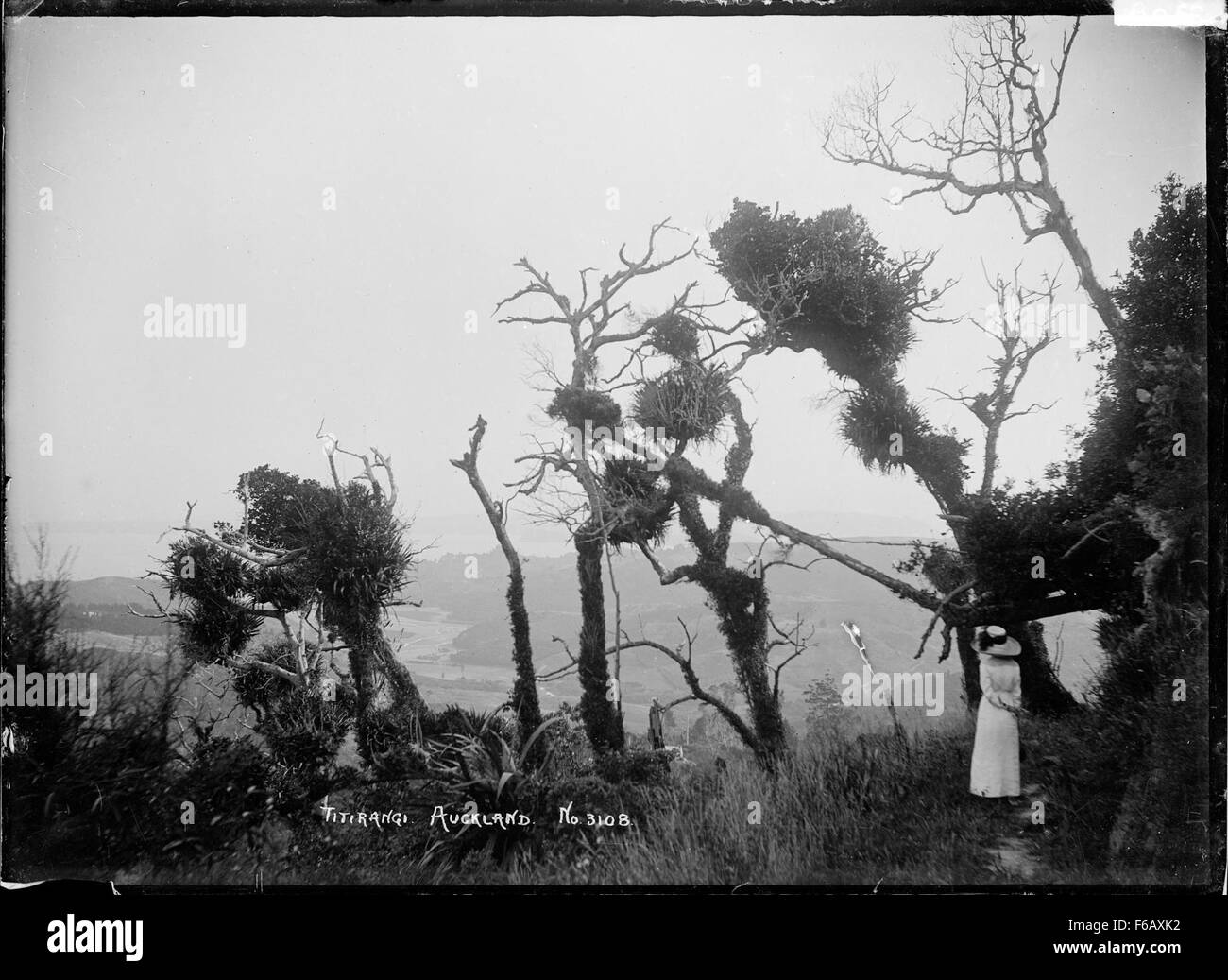 This panoramic view captures Titirangi in Auckland, New Zealand, with ...