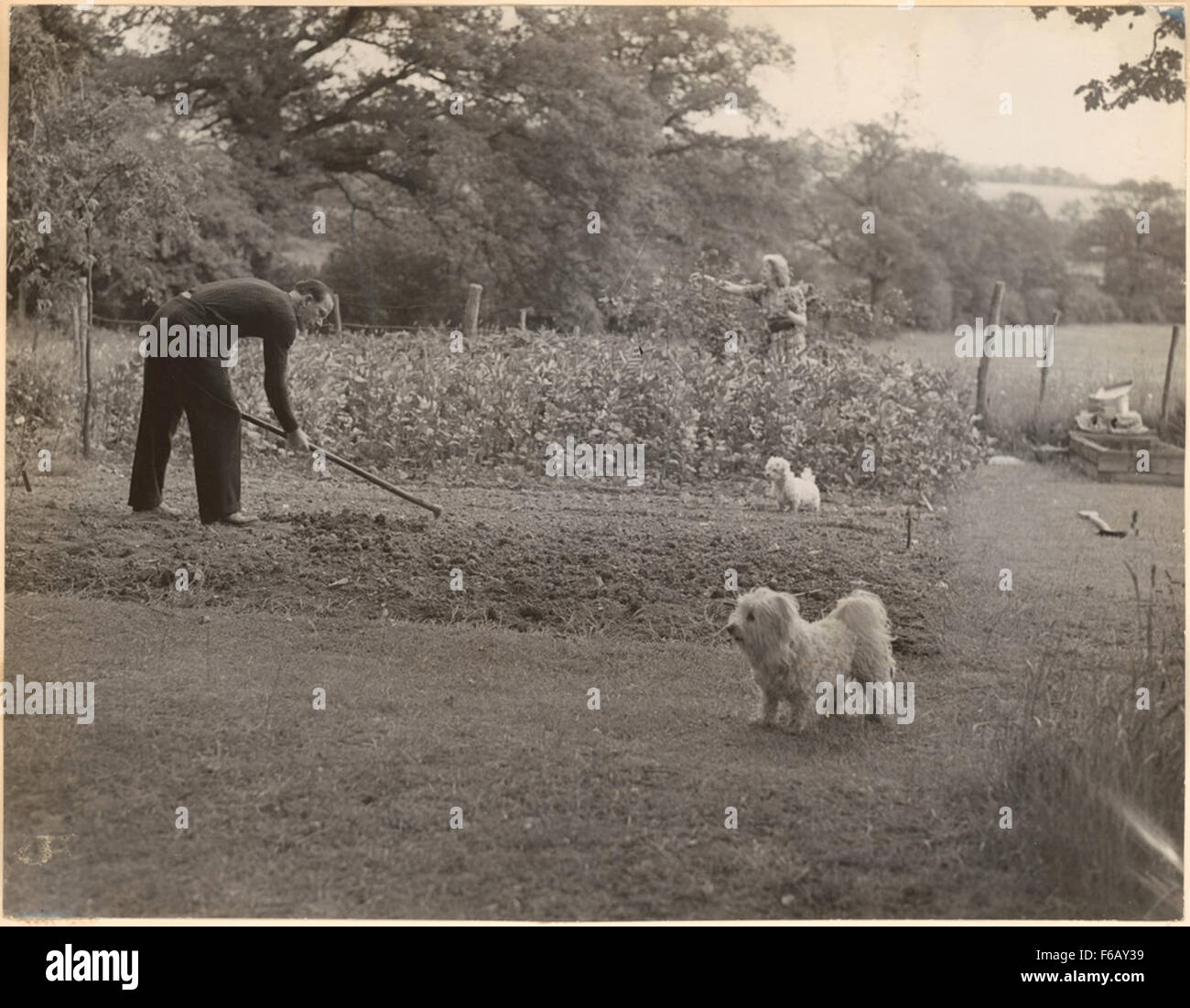 A vintage photograph of a vegetable garden, featuring Madge Elliott and ...