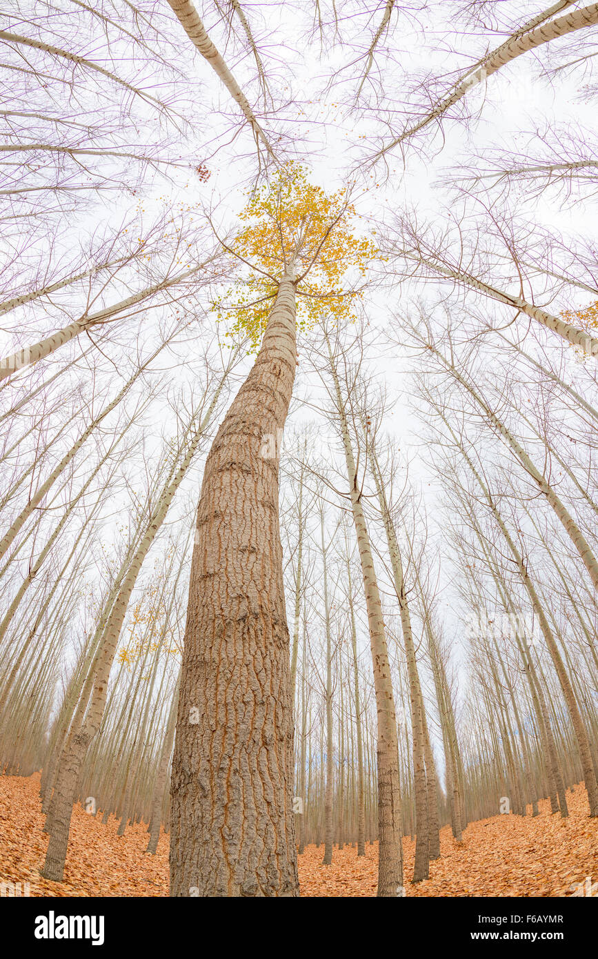Poplar tree farm hi-res stock photography and images - Alamy