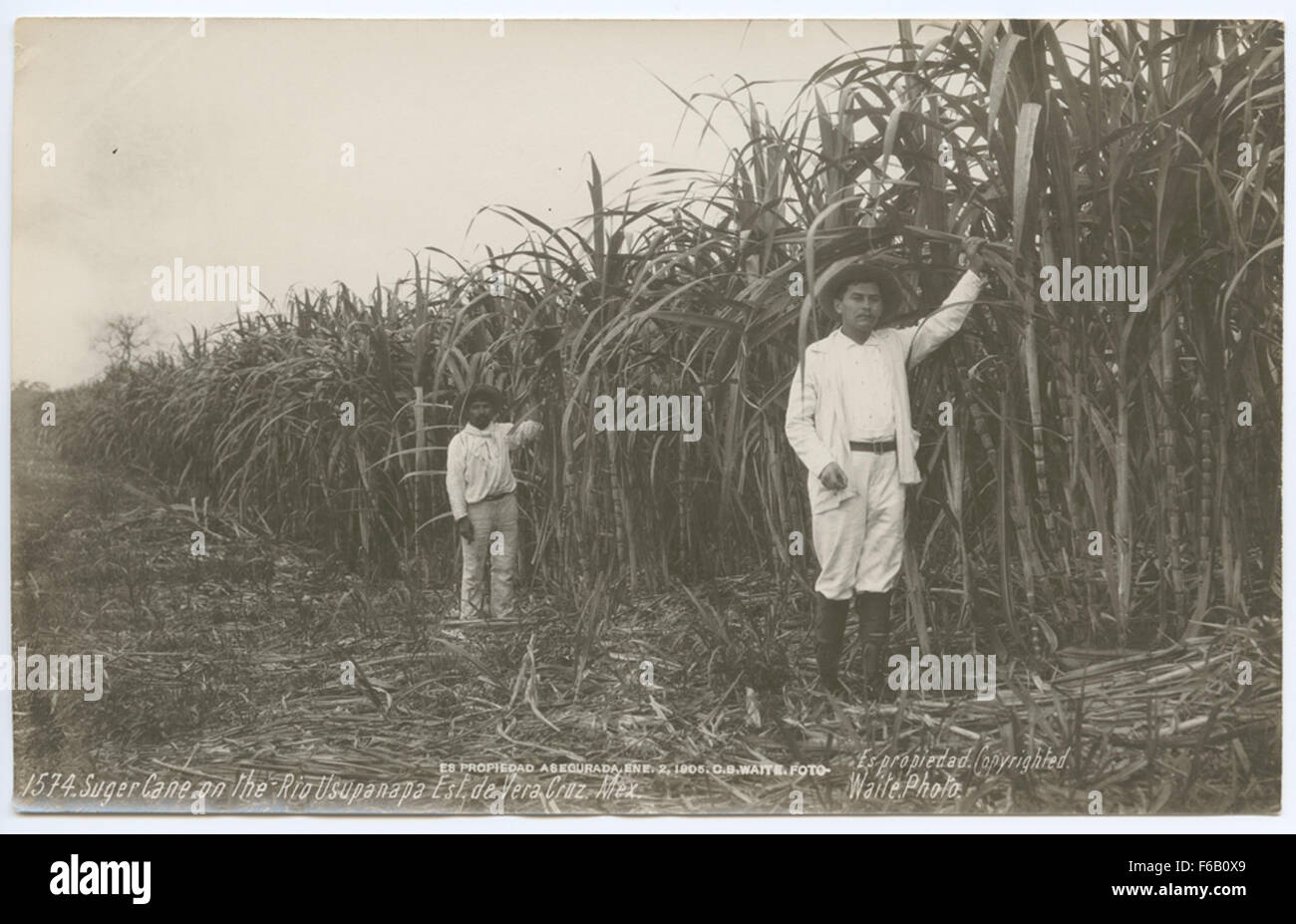 Sugar cane on the Rio Usupanapa. Est. de Veracruz. Mex Stock Photo - Alamy