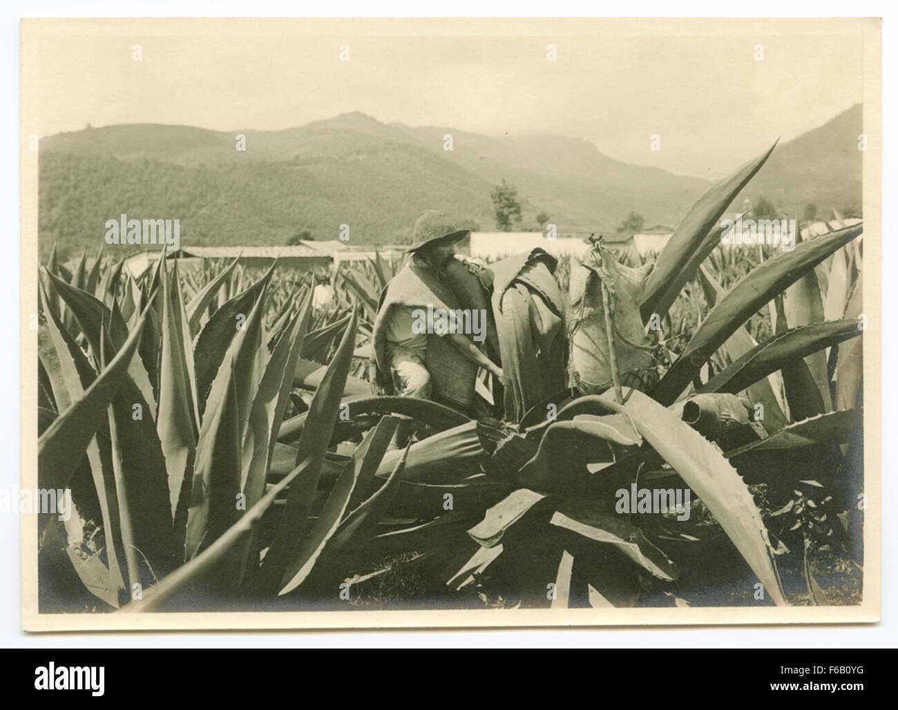 Pulque production hi-res stock photography and images - Alamy