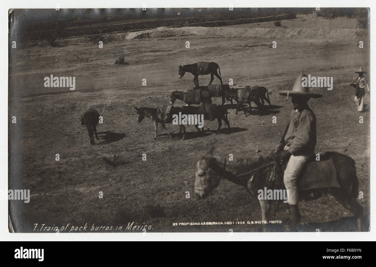 Pack Burros High Resolution Stock Photography and Images - Alamy