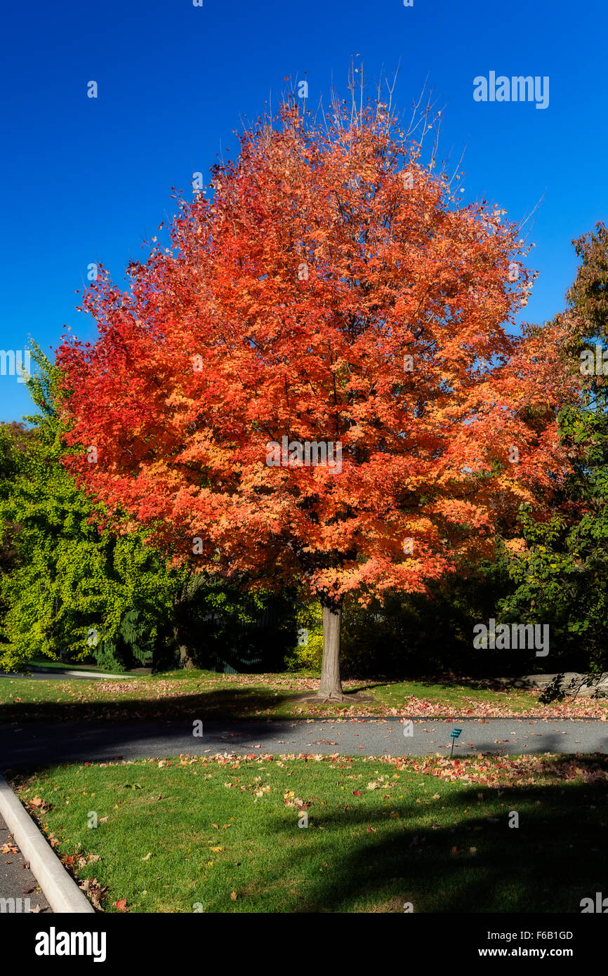 Isolated tree in autumn with red and orange foliage. Filter effect for ...