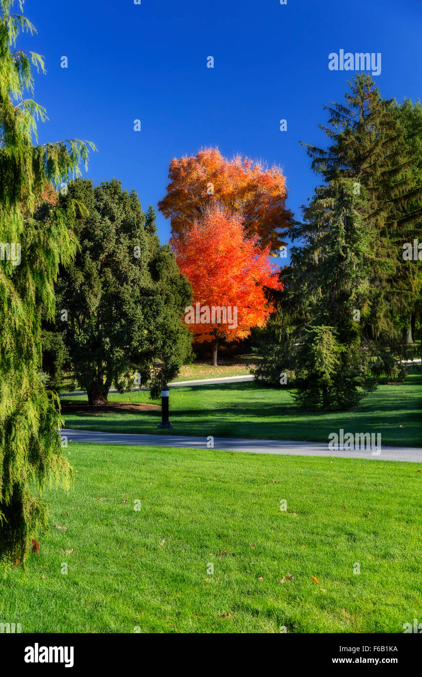 Isolated tree in autumn with red and orange foliage. Filter effect for ...