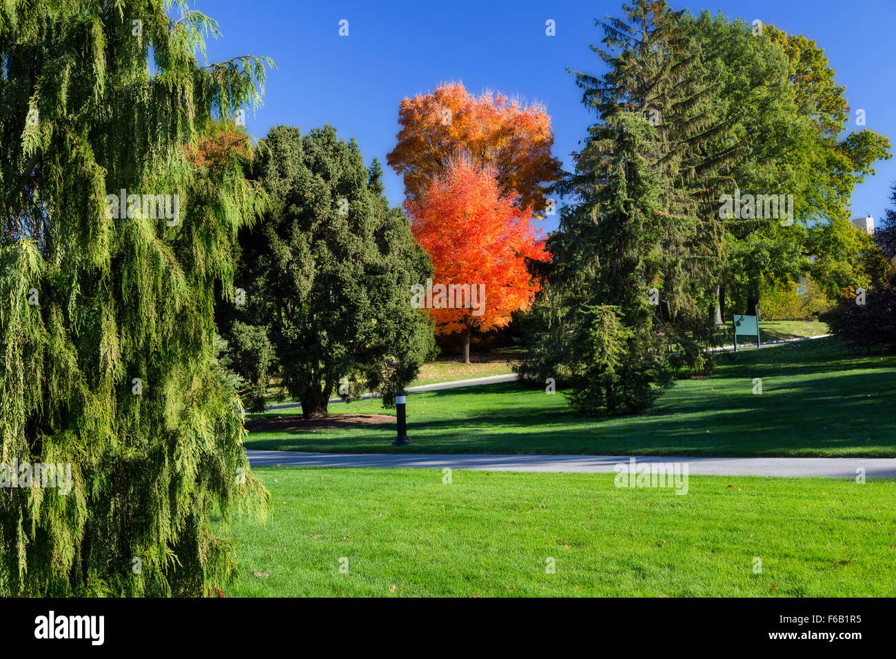 Trees isolated backgrounds hi-res stock photography and images - Alamy
