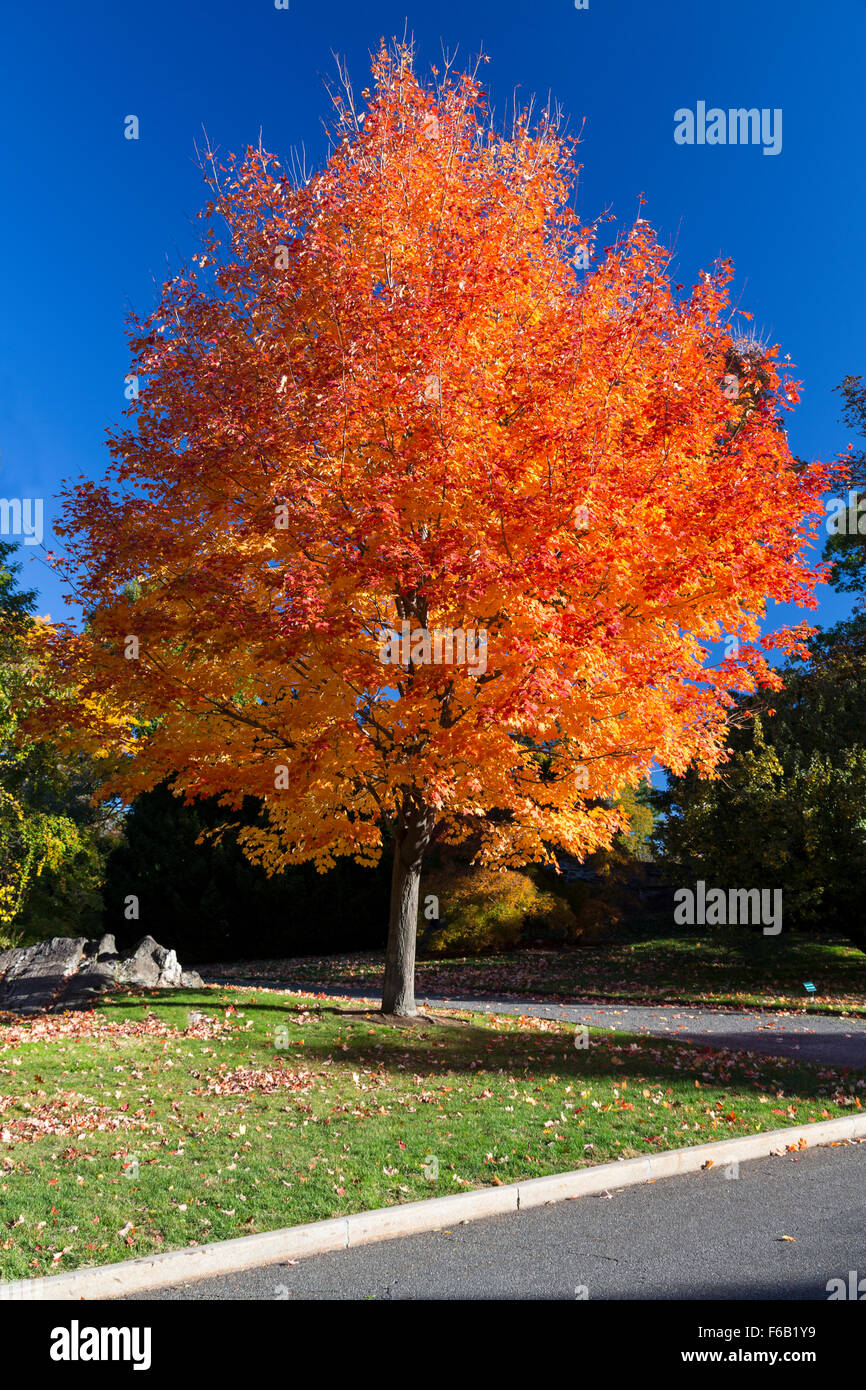 Isolated tree in autumn with red and orange foliage Stock Photo - Alamy