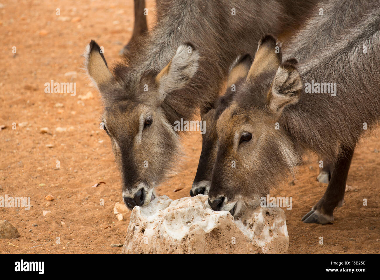 Waterbuck at waterhole in Etosha National Park, Namibia, Africa Stock ...