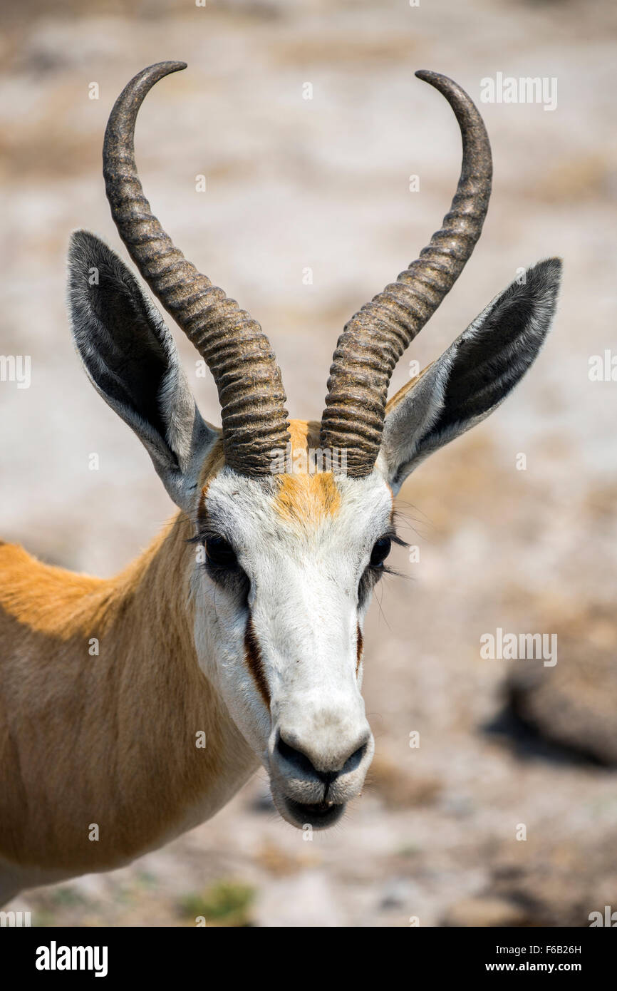 Springbok hi-res stock photography and images - Alamy