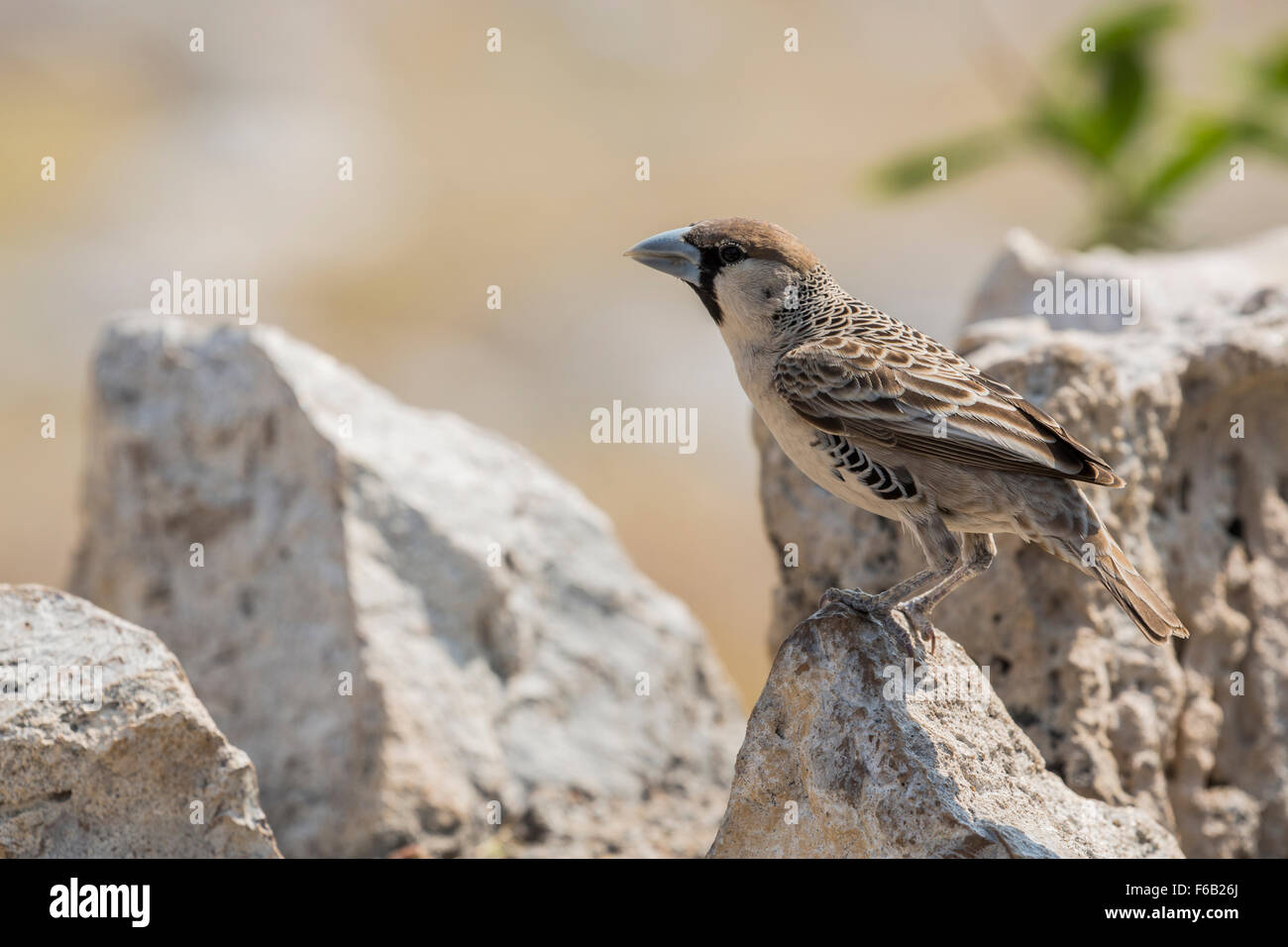 Nebrone hi-res stock photography and images - Alamy