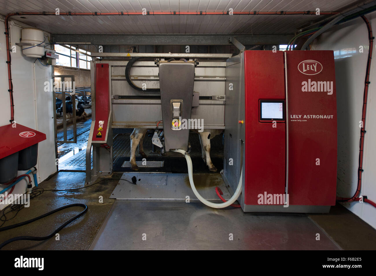 An automatic milking machine for cows at a dairy farm in Usk, South ...