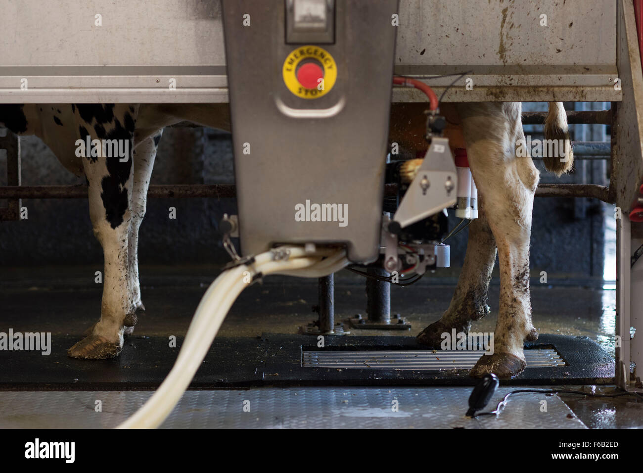 Automatic milking hi-res stock photography and images - Alamy