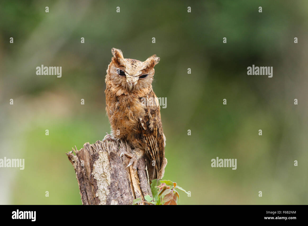 Collared scops owl hi-res stock photography and images - Alamy
