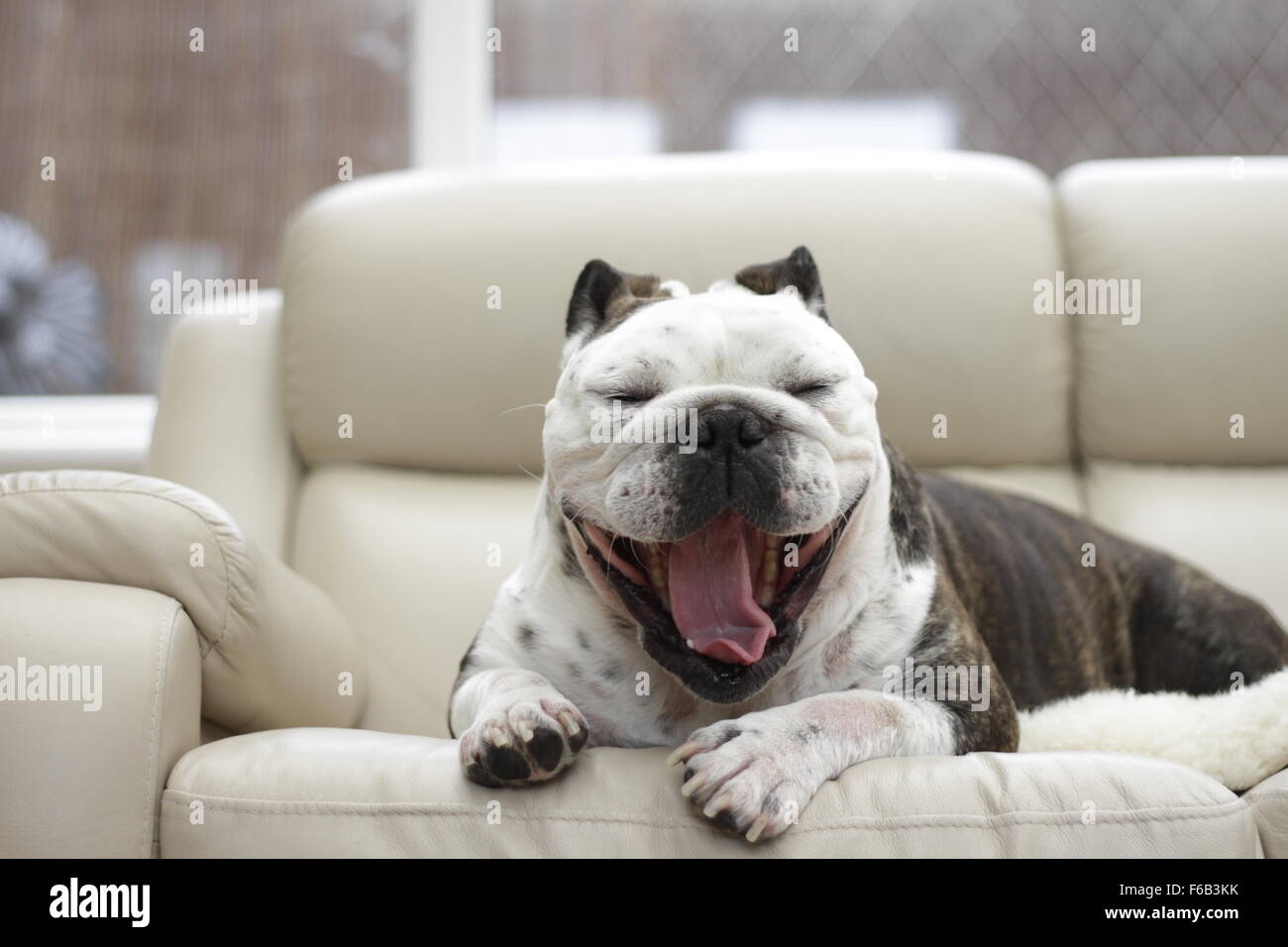 Smiling Bulldog on Sofa Stock Photo - Alamy