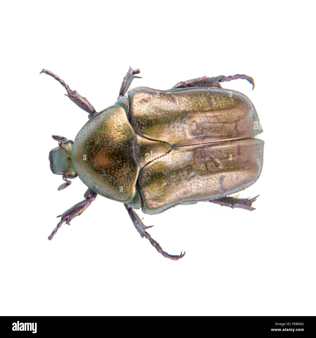 Big bronze bug isolated on a white background Stock Photo - Alamy