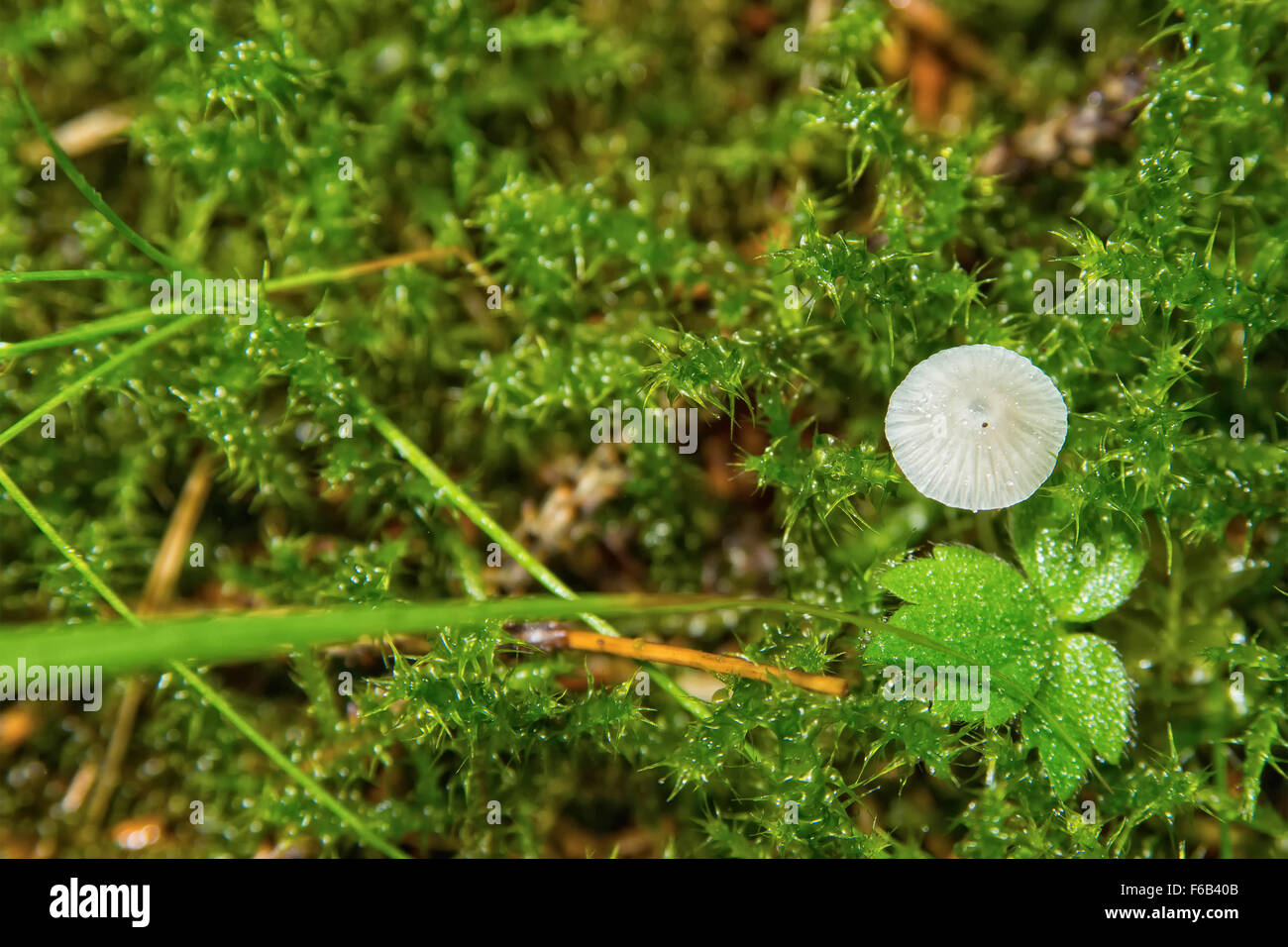 Gray mushroom growing in the green moss in the forest Stock Photo - Alamy