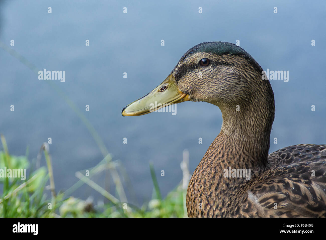 Background duck hi-res stock photography and images - Alamy