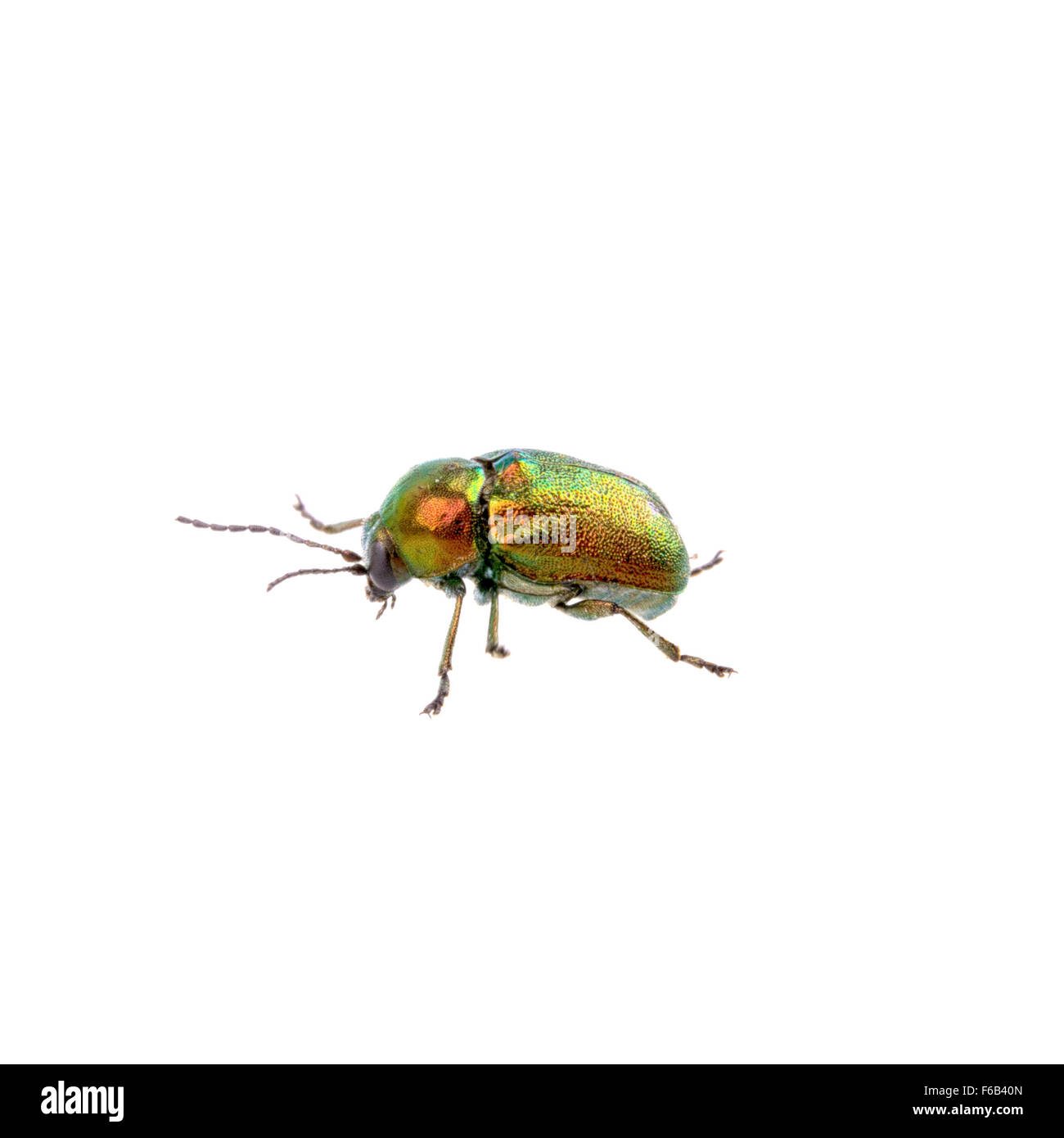 Metal green bug isolated on a white background Stock Photo - Alamy