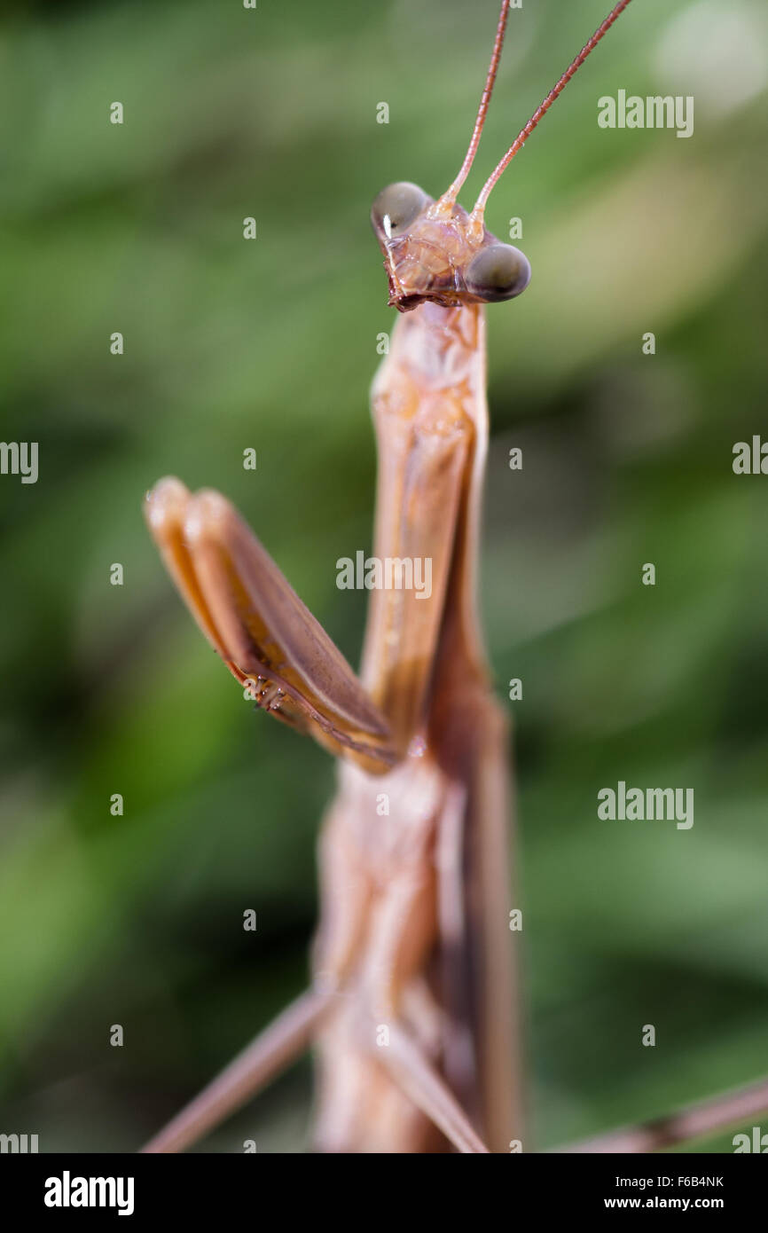 Curious mantis hi-res stock photography and images - Alamy