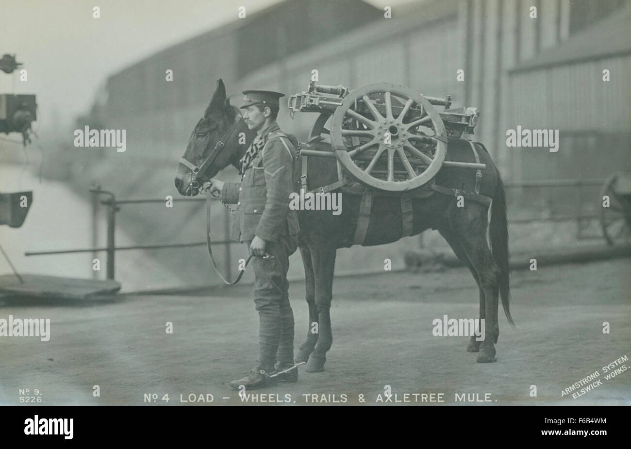 Mule carrying 75 mm Mountain Artillery equipment Stock Photo - Alamy