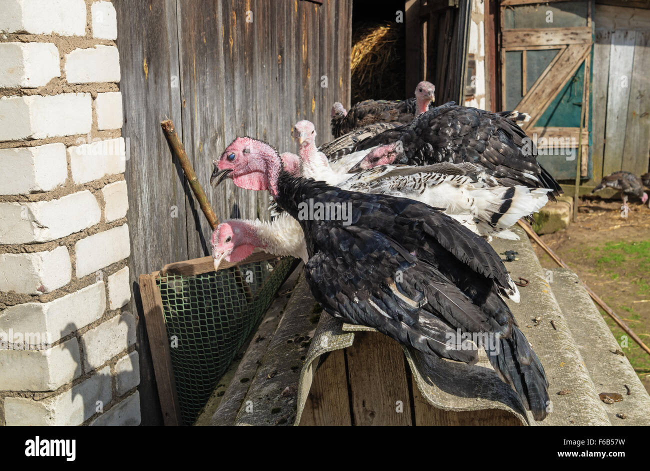 Turkey in the yard of the rural house Stock Photo - Alamy