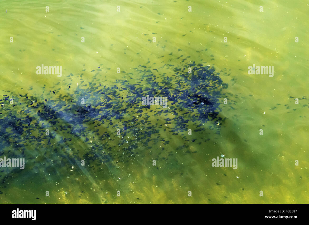 Cane toad tadpoles hi-res stock photography and images - Alamy