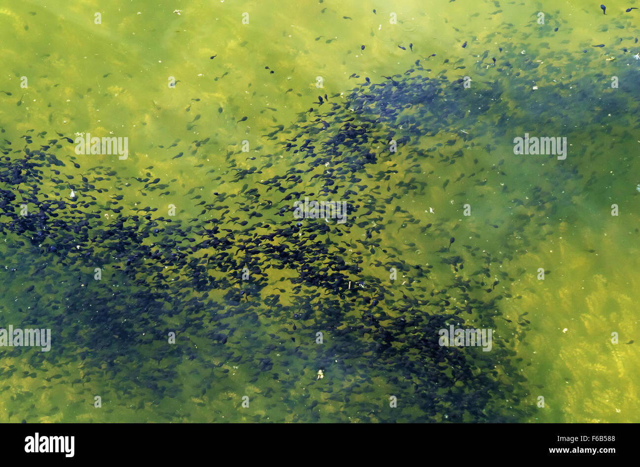Spring.Shoal of tadpoles in a pond Stock Photo - Alamy