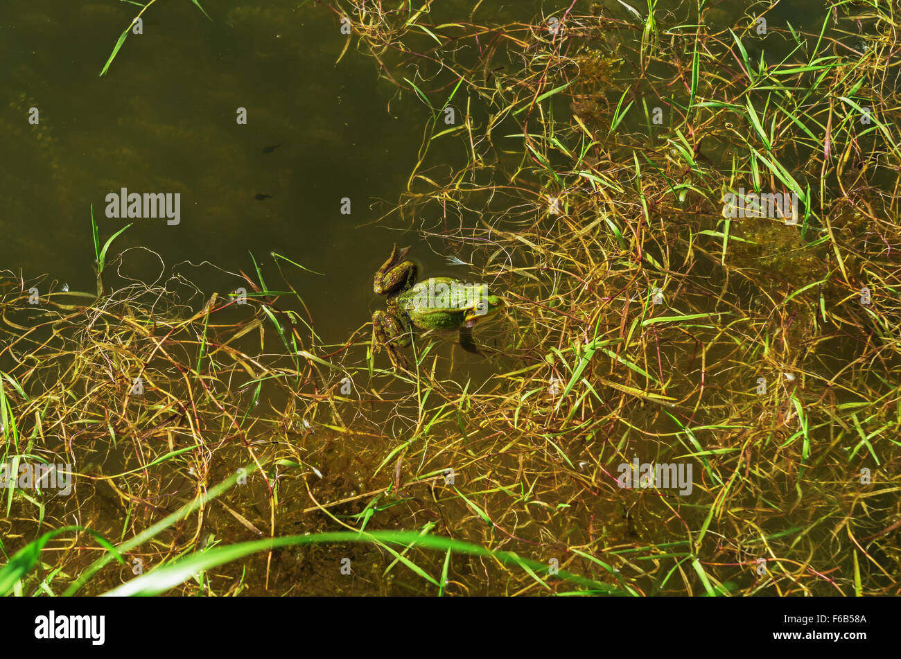 Peeking frog silhouette hi-res stock photography and images - Alamy