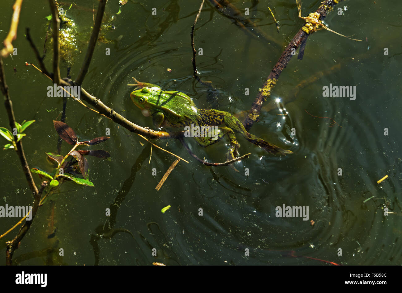 Green frog - spring season Stock Photo - Alamy