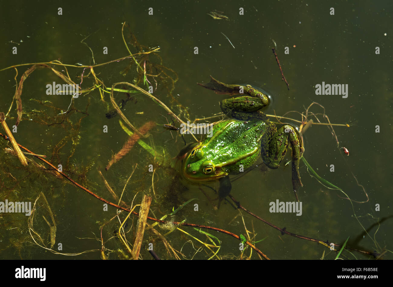 Green frog - spring season Stock Photo - Alamy