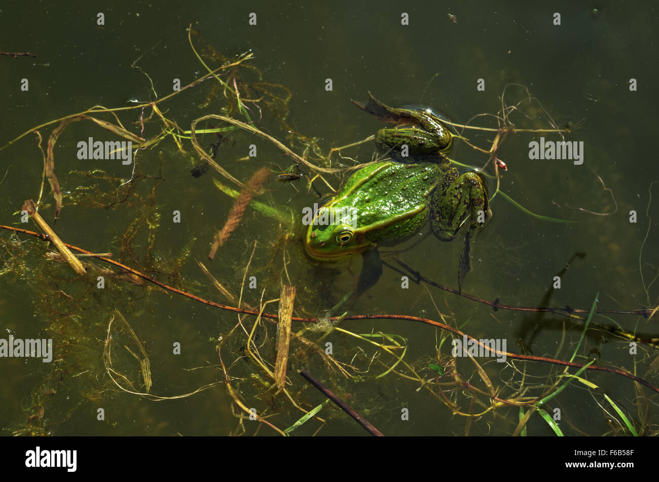 Frog spring activity hi-res stock photography and images - Alamy