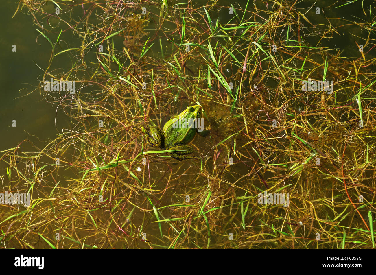 Green frog - spring season Stock Photo - Alamy