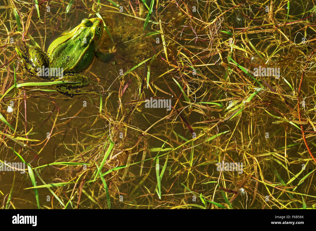 Frog spring activity hi-res stock photography and images - Alamy