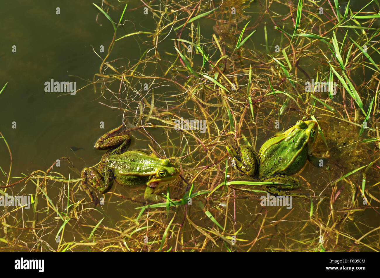Two green frogs - spring season Stock Photo - Alamy
