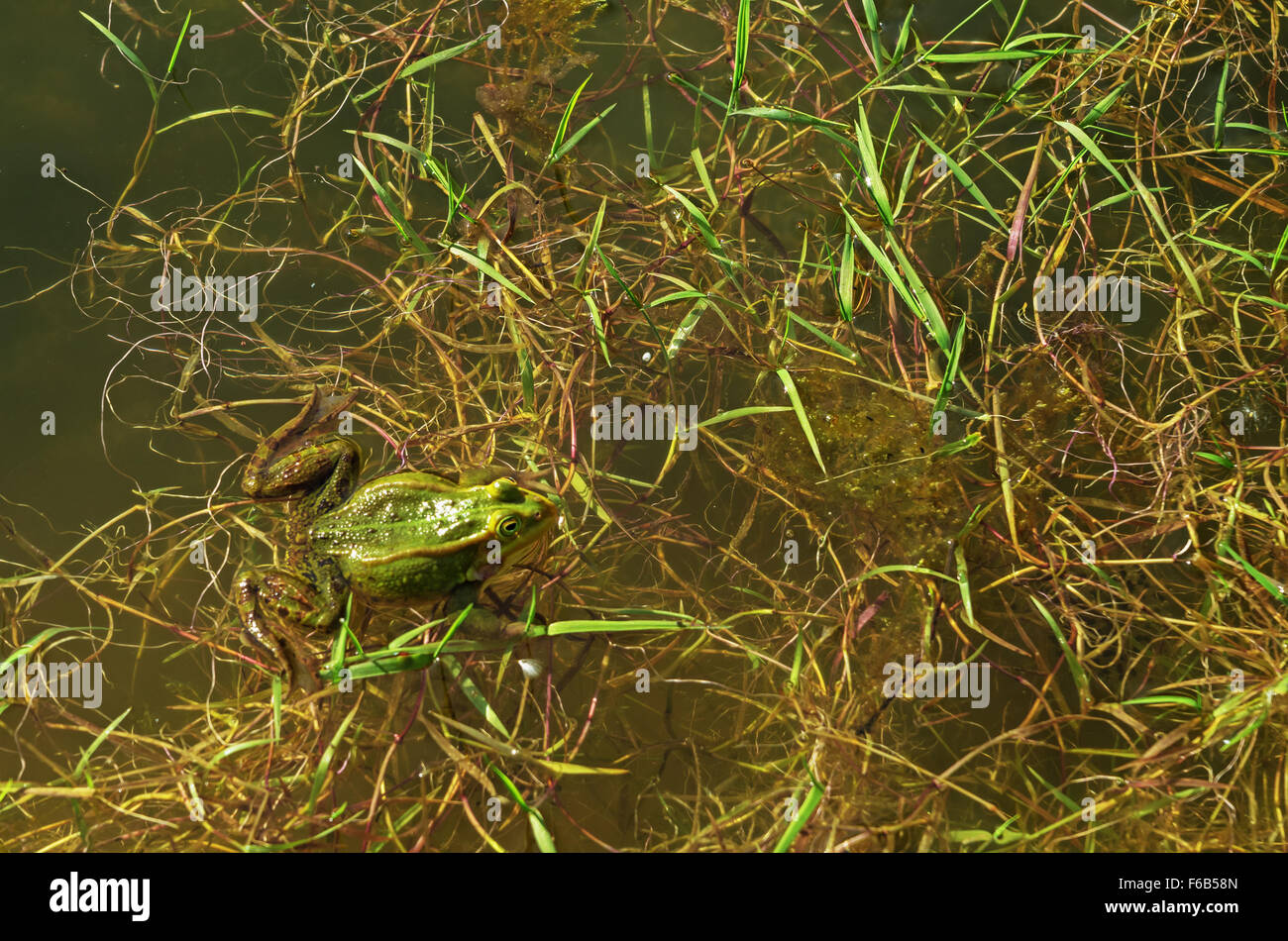 Green frog - spring season Stock Photo - Alamy