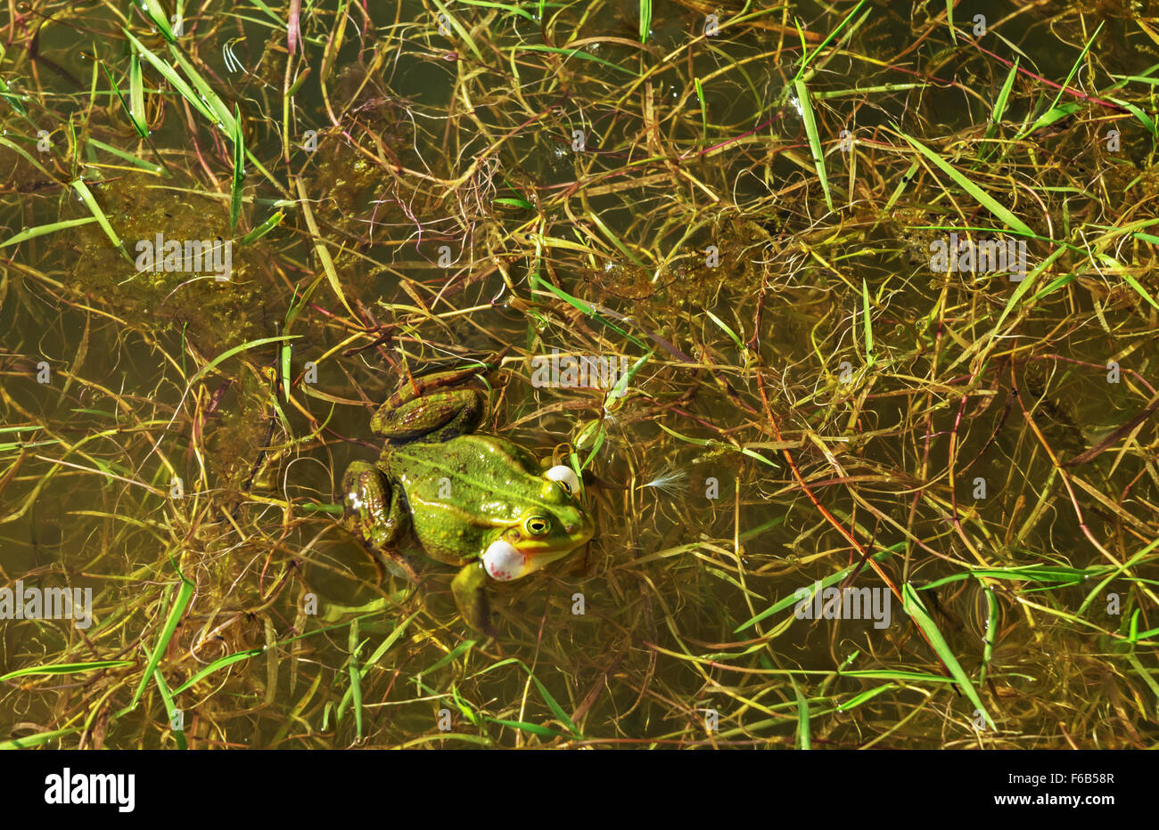 The green frog is croak - spring season Stock Photo - Alamy