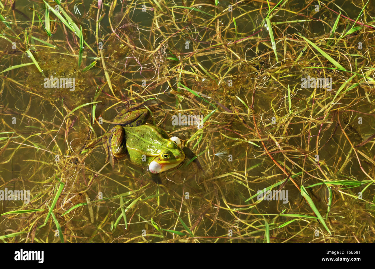 The green frog is croak - spring season Stock Photo - Alamy