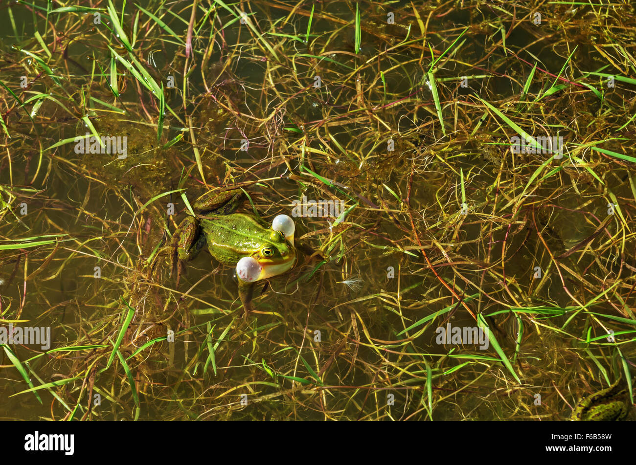 The green frog is croak - spring season Stock Photo - Alamy