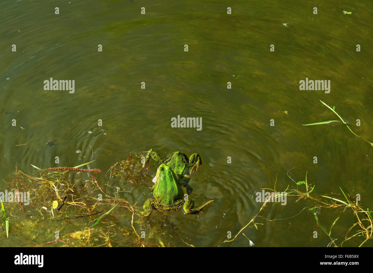 Two frogs hop hi-res stock photography and images - Alamy