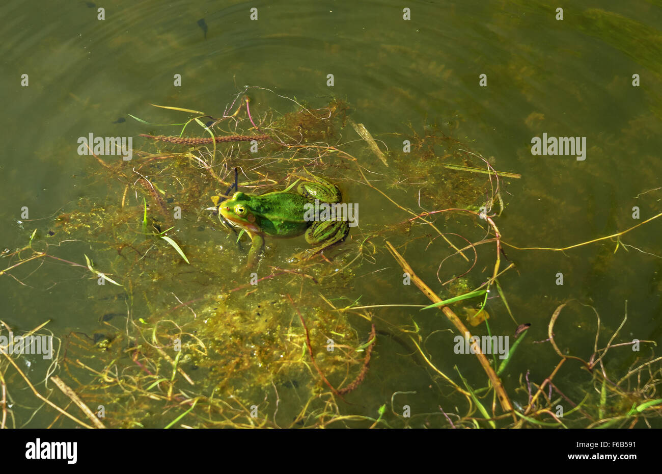 Green frog in water - spring season Stock Photo - Alamy