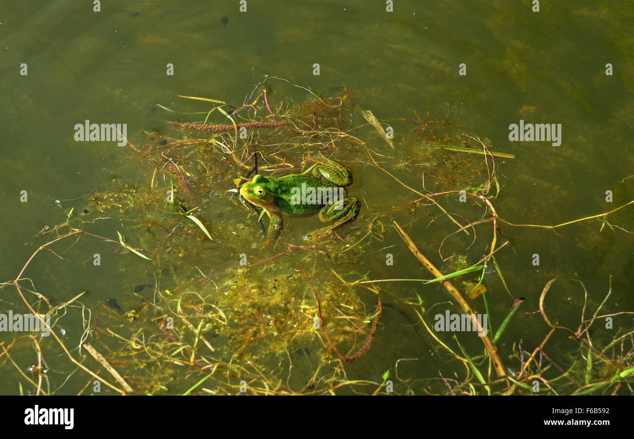 Hop hop hop underwater hi-res stock photography and images - Alamy