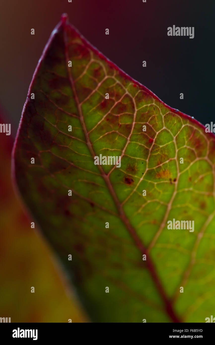 close up of a blueberry leaf beginning to change color for autumn Stock ...