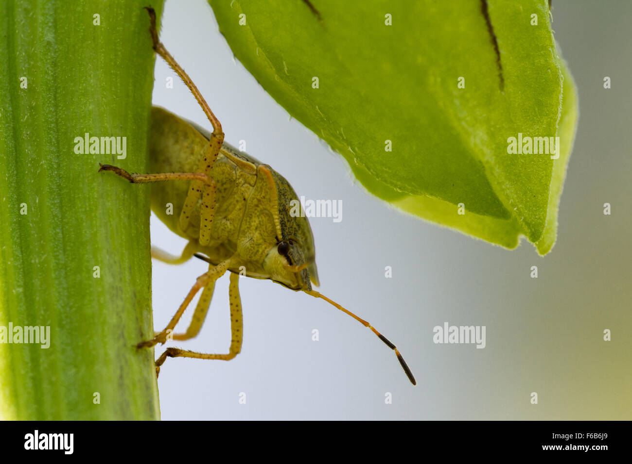 Bug triangle hi-res stock photography and images - Alamy