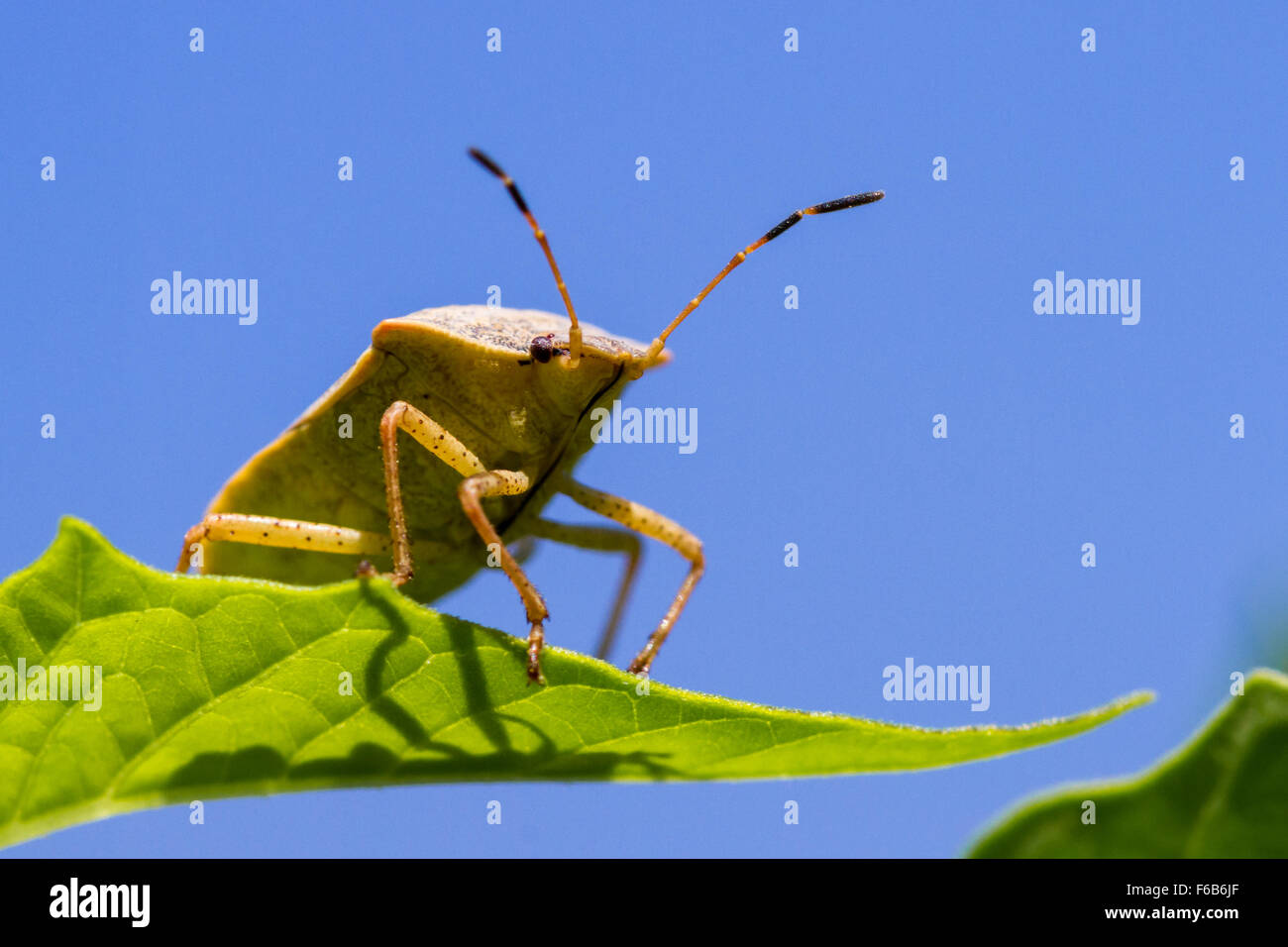 Stink bug face hi-res stock photography and images - Alamy