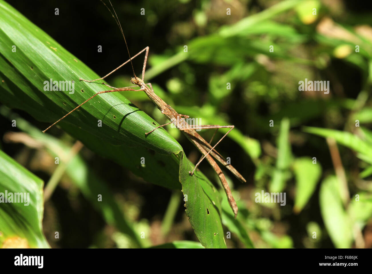 Phasmida hi-res stock photography and images - Alamy